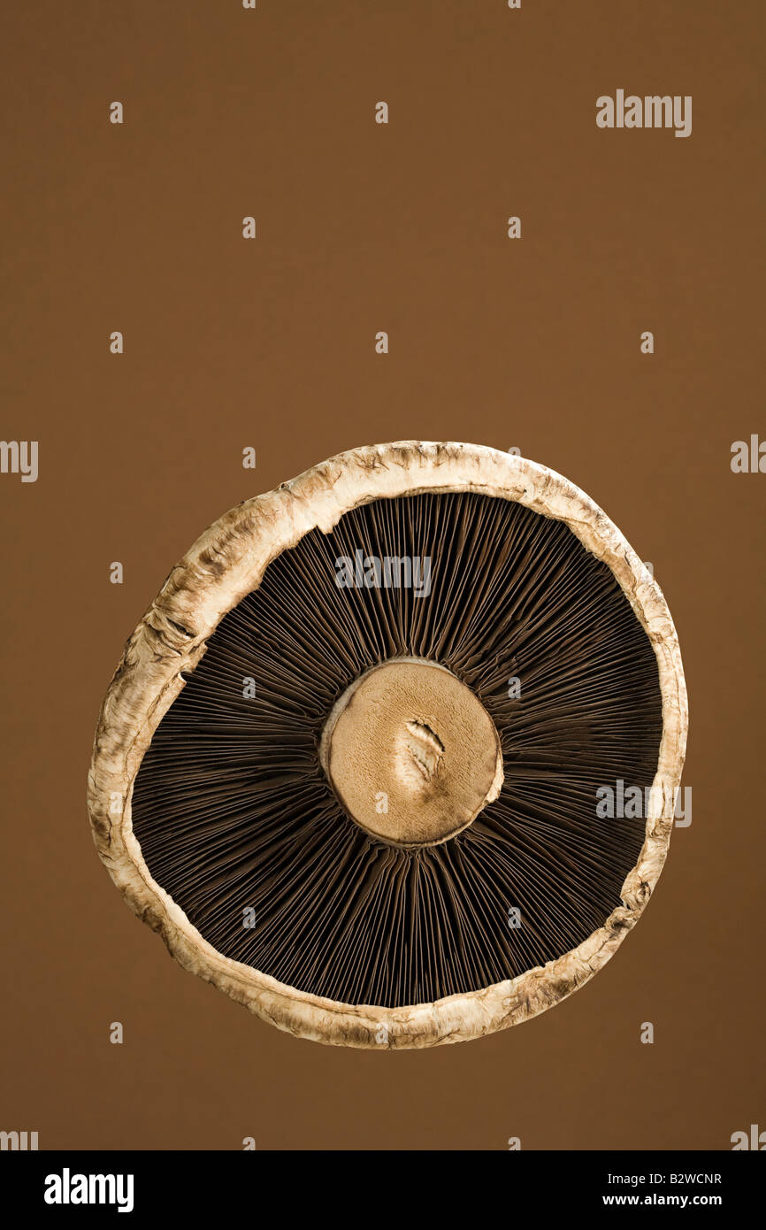 Mushroom hi-res stock photography and images - Alamy