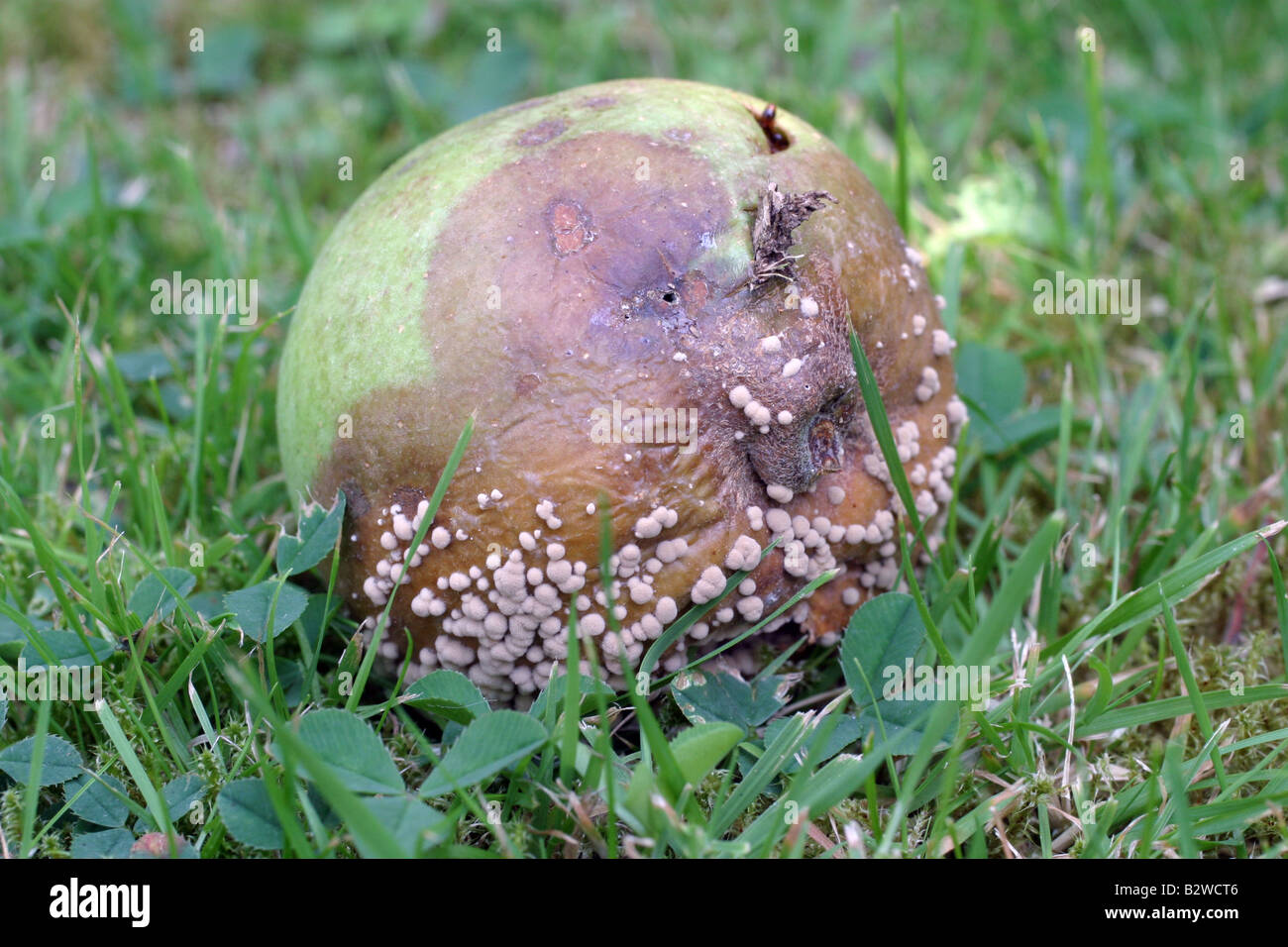Moldy apple hi-res stock photography and images - Alamy