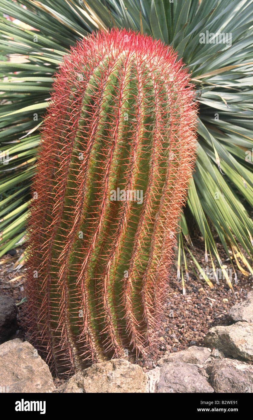Red Barrel Cactus Stock Photo - Alamy