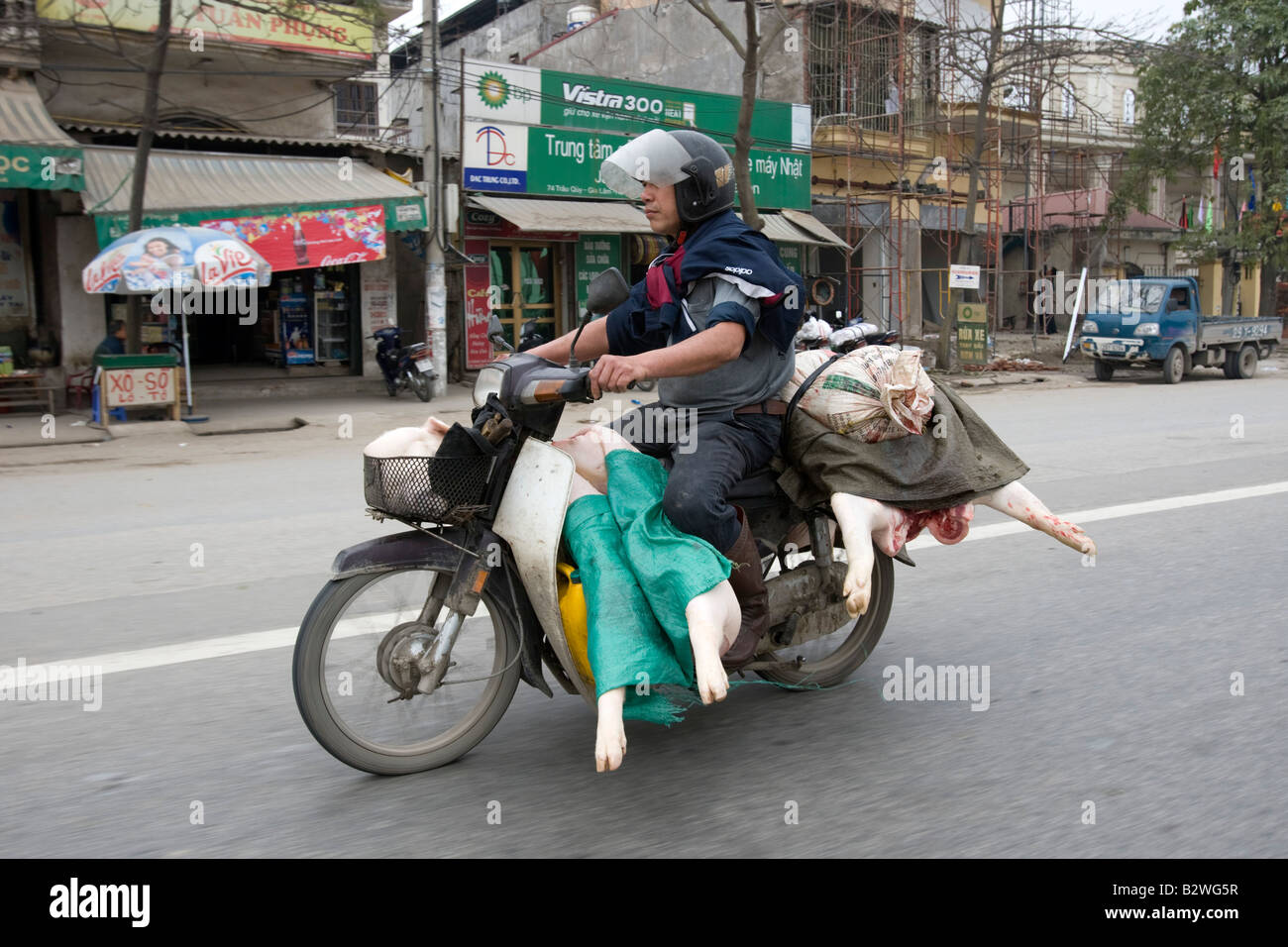 Butchered pigs on motorcycle go to market near Hanoi Vietnam Stock ...