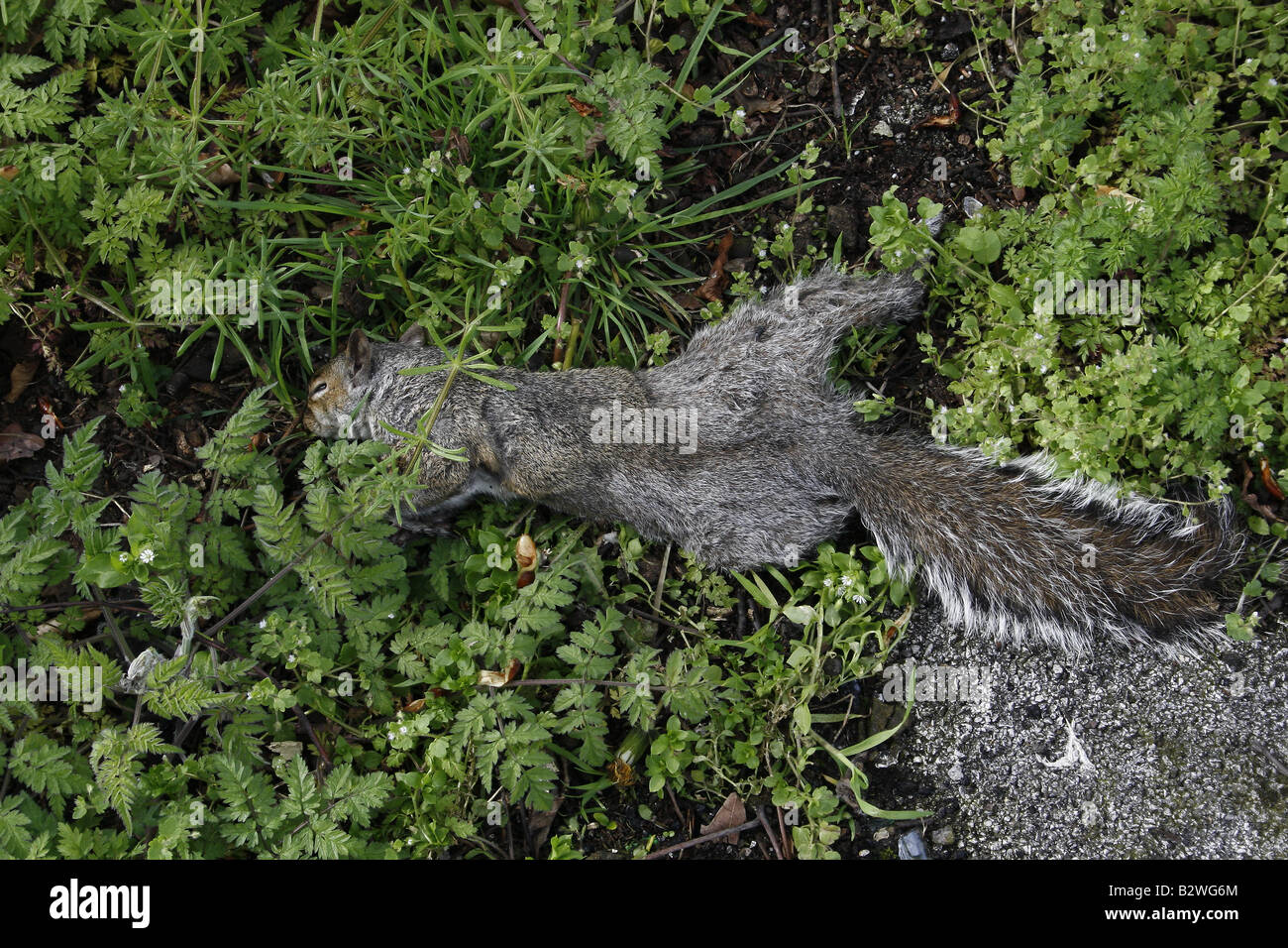 dead grey squirrel Sciurus carolinensis Stock Photo - Alamy
