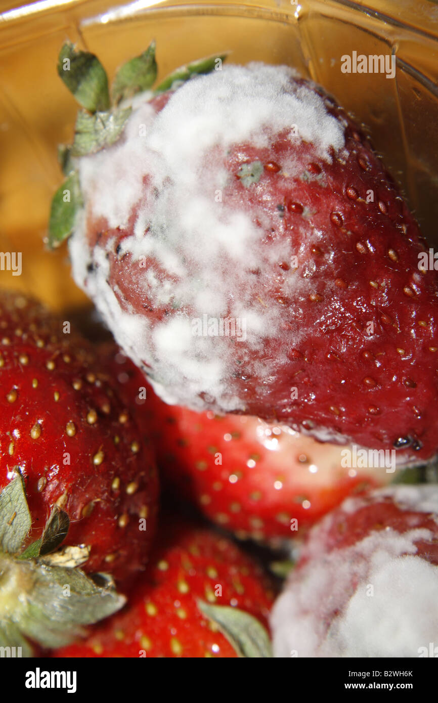 Mouldy strawberry hi-res stock photography and images - Alamy