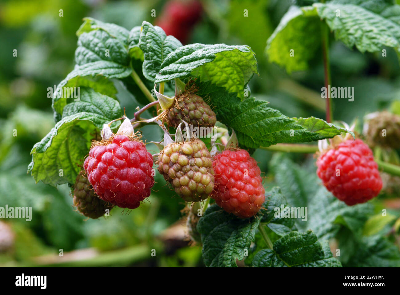 Loganberries ready to be picked Stock Photo - Alamy