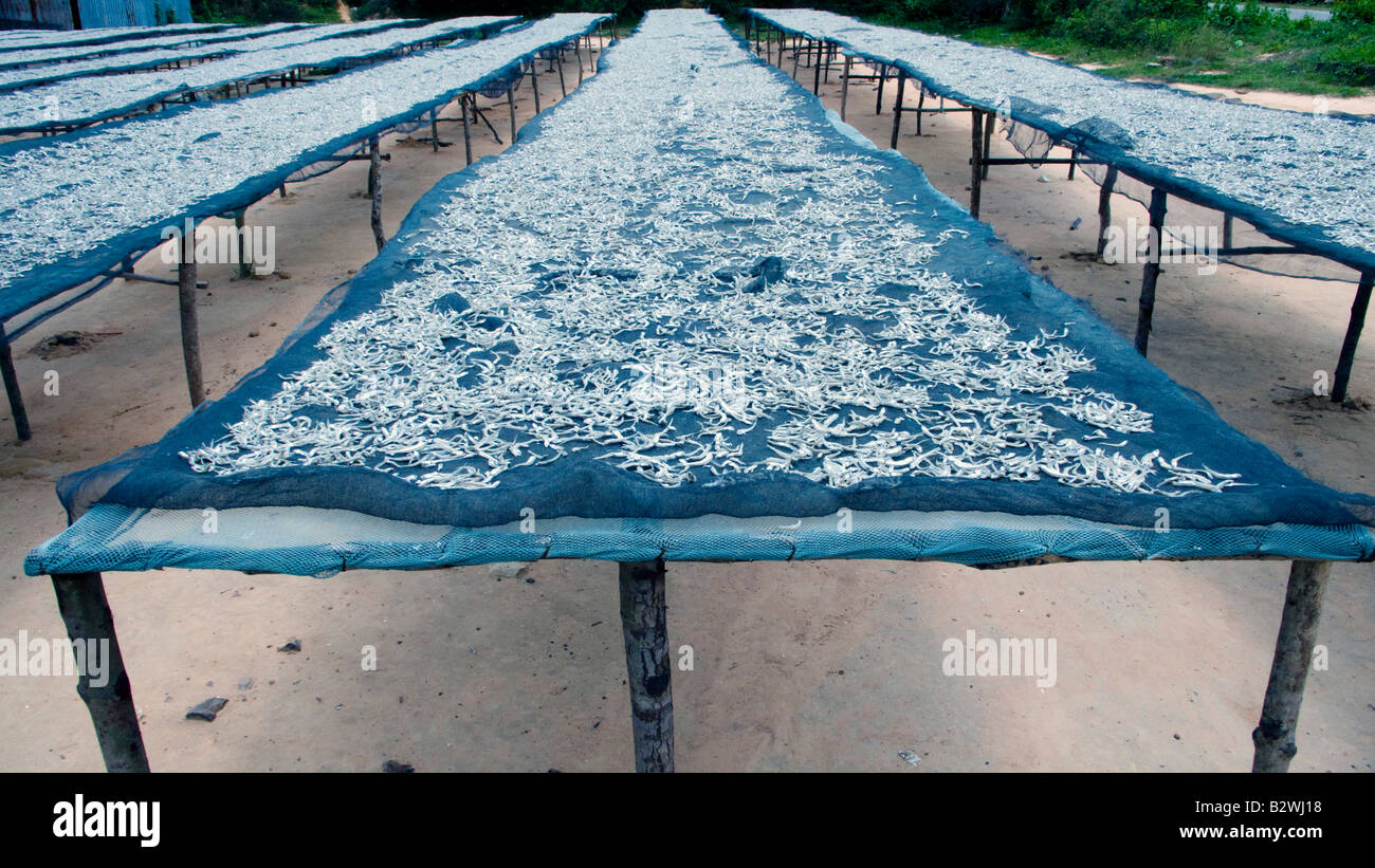 Rack of anchovies drying in sun outdoors Phu Quoc Island Vietnam Stock ...