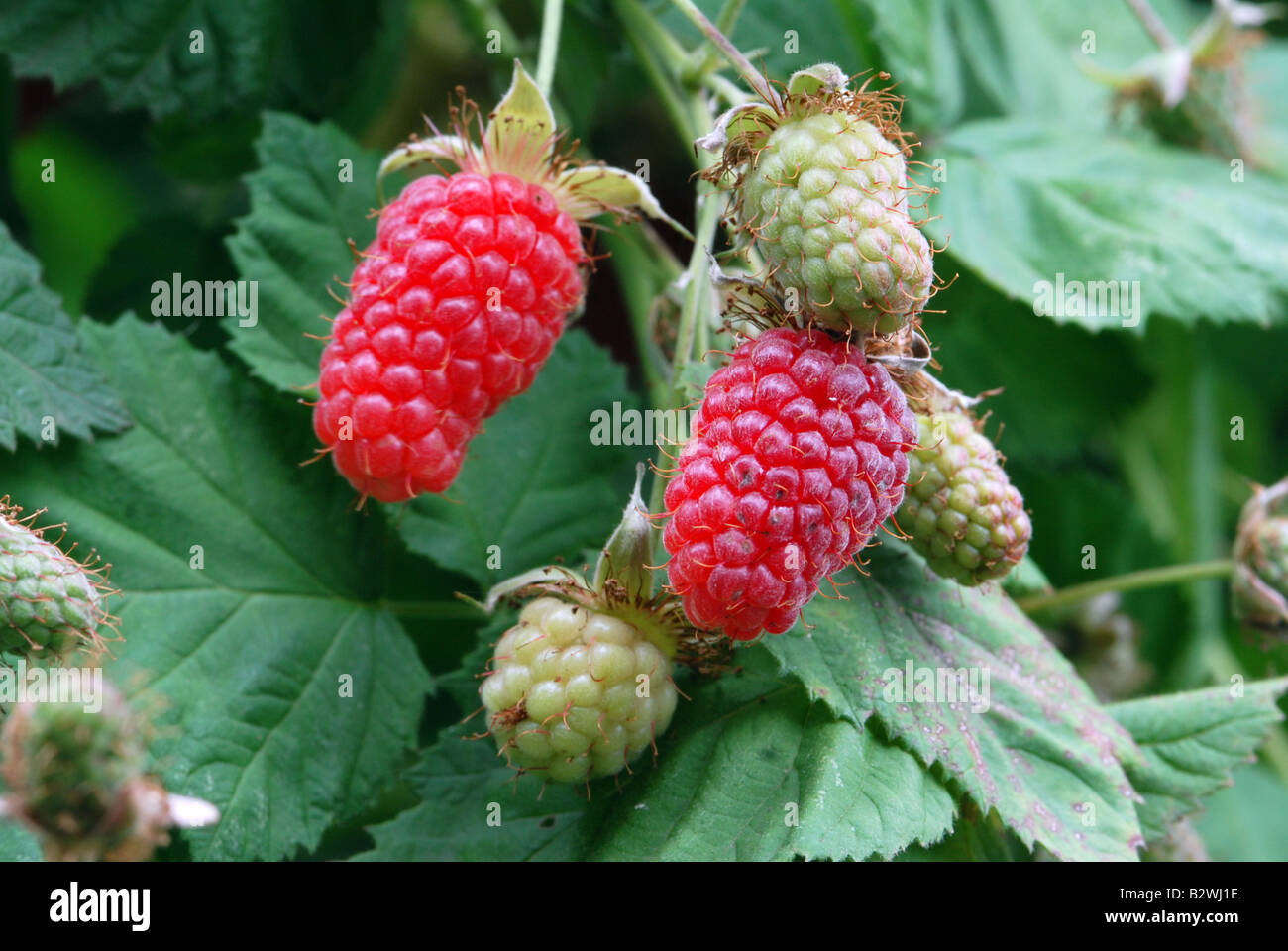 Loganberries ready to be picked Stock Photo - Alamy
