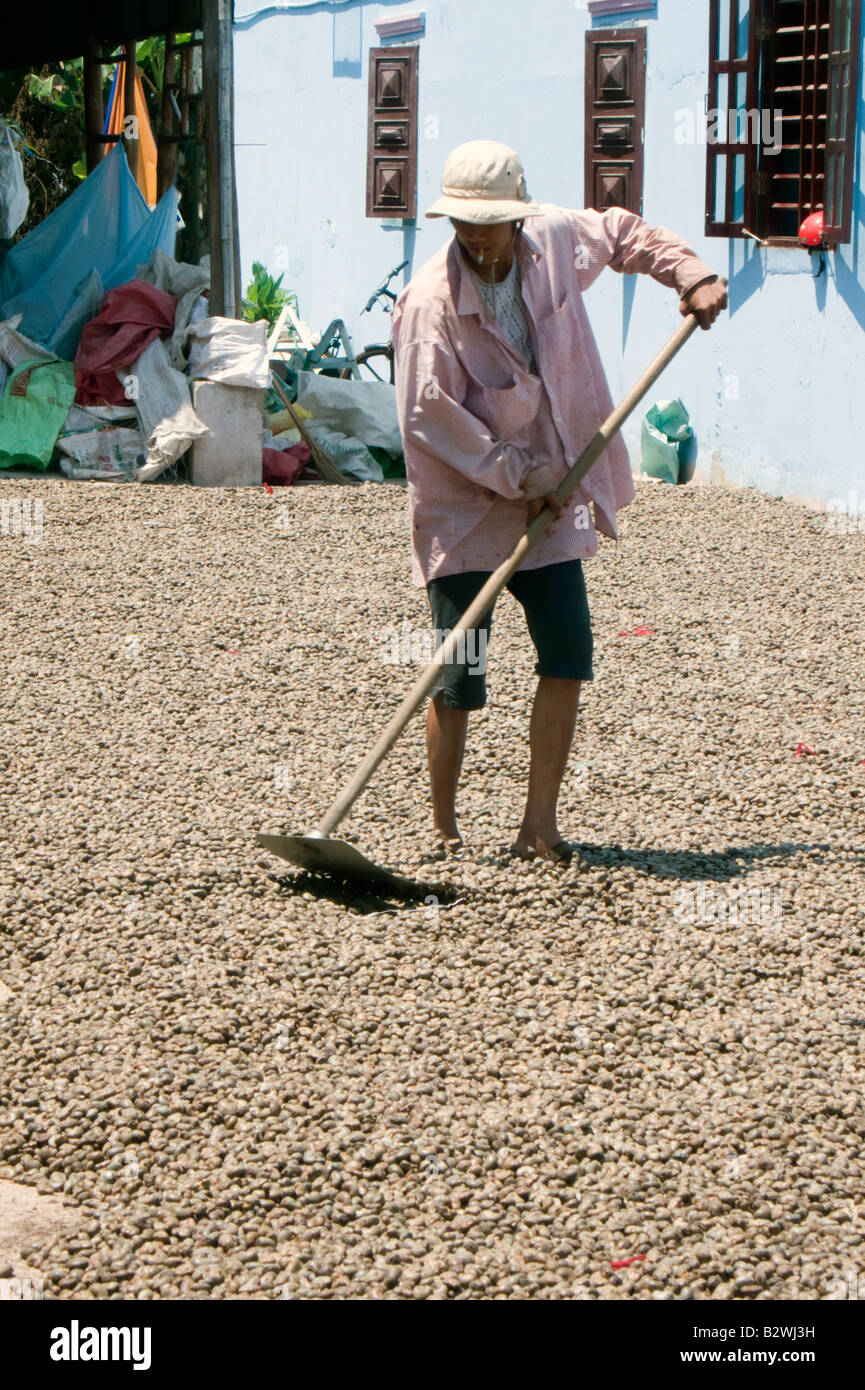 Man turns drying cashew nuts with rake Phu Quoc Island Vietnam Stock ...