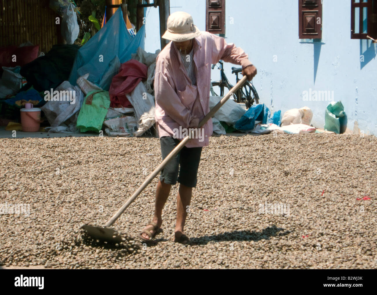 Cashew nuts drying hi-res stock photography and images - Alamy