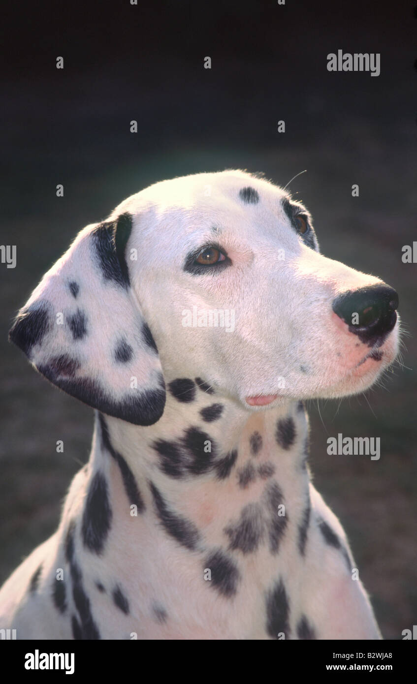 Portrait of dalmation hi-res stock photography and images - Alamy