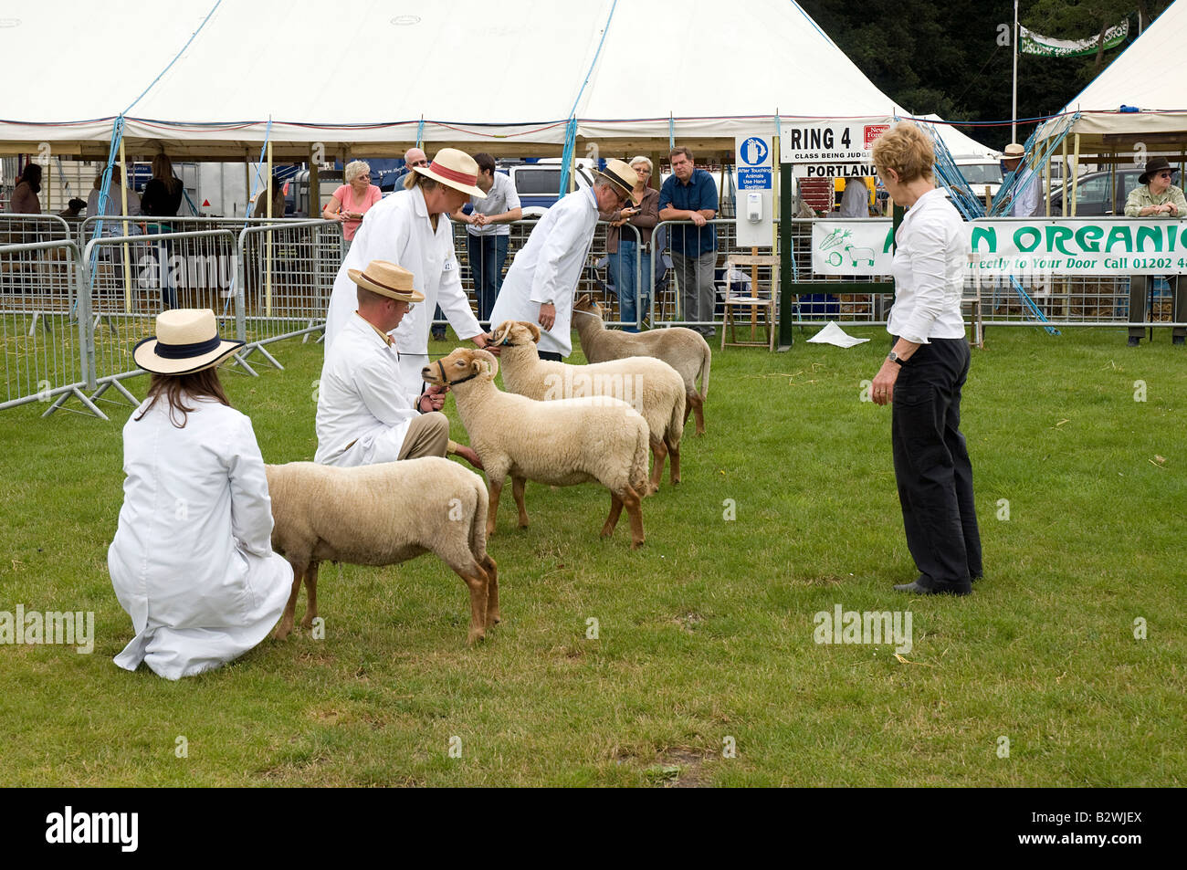 Judging a sheep competition at an agricultural show Stock Photo - Alamy