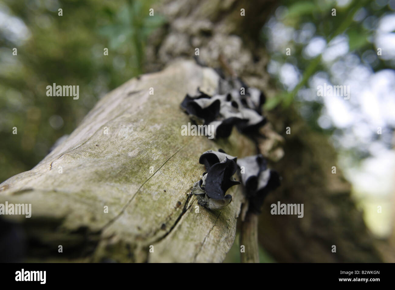 Cloud ear fungus growing on tree branch Auricularia polytricha Stock ...