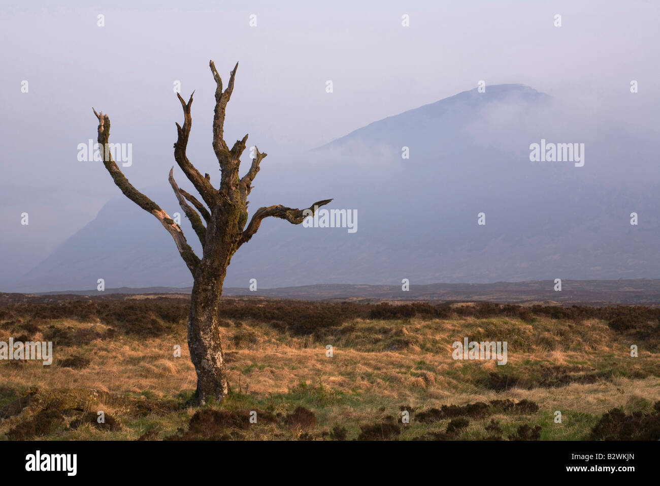 Dead Tree, Rannoch Moor Stock Photo - Alamy