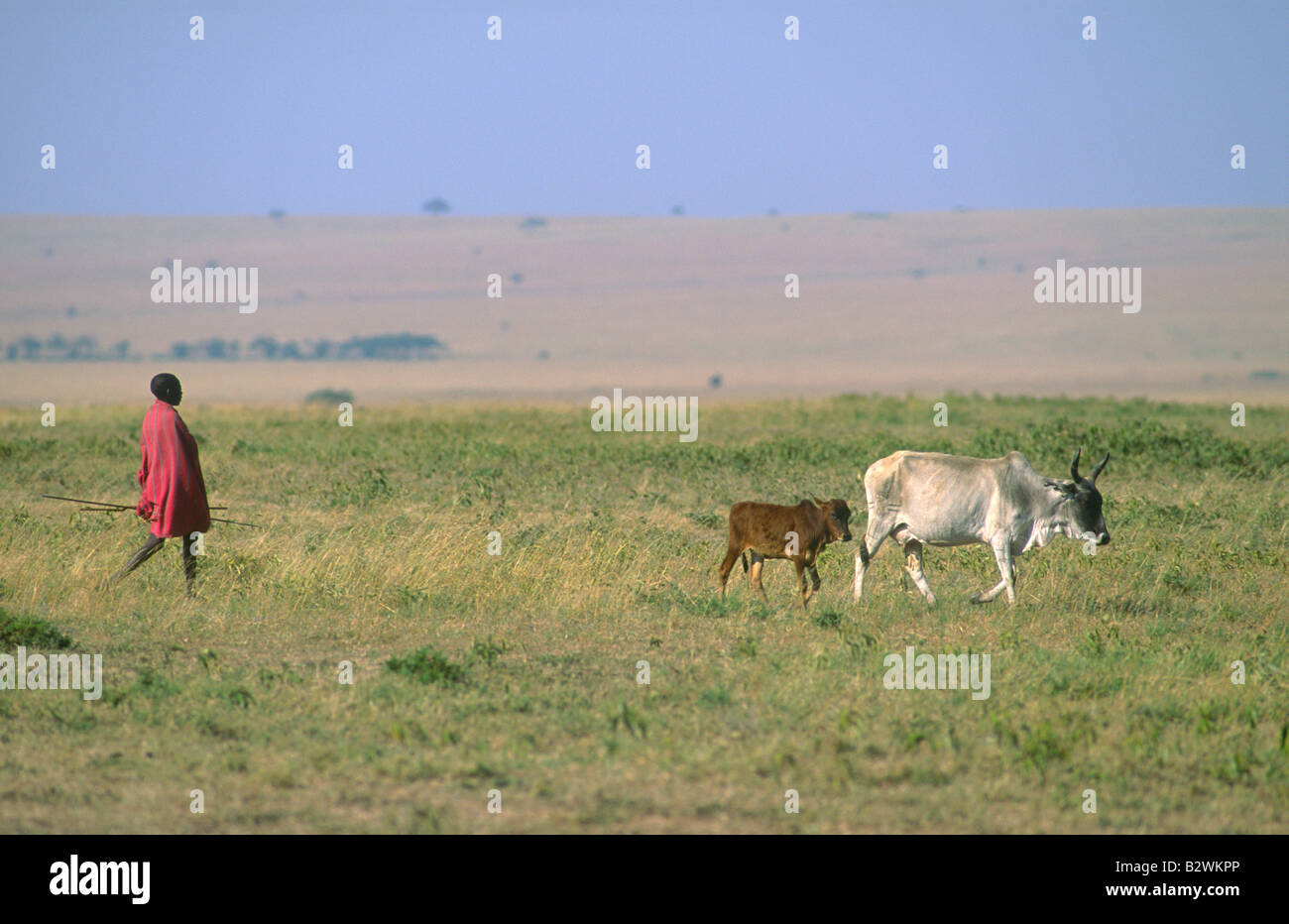 Masai Tribesman with Cattle Stock Photo - Alamy