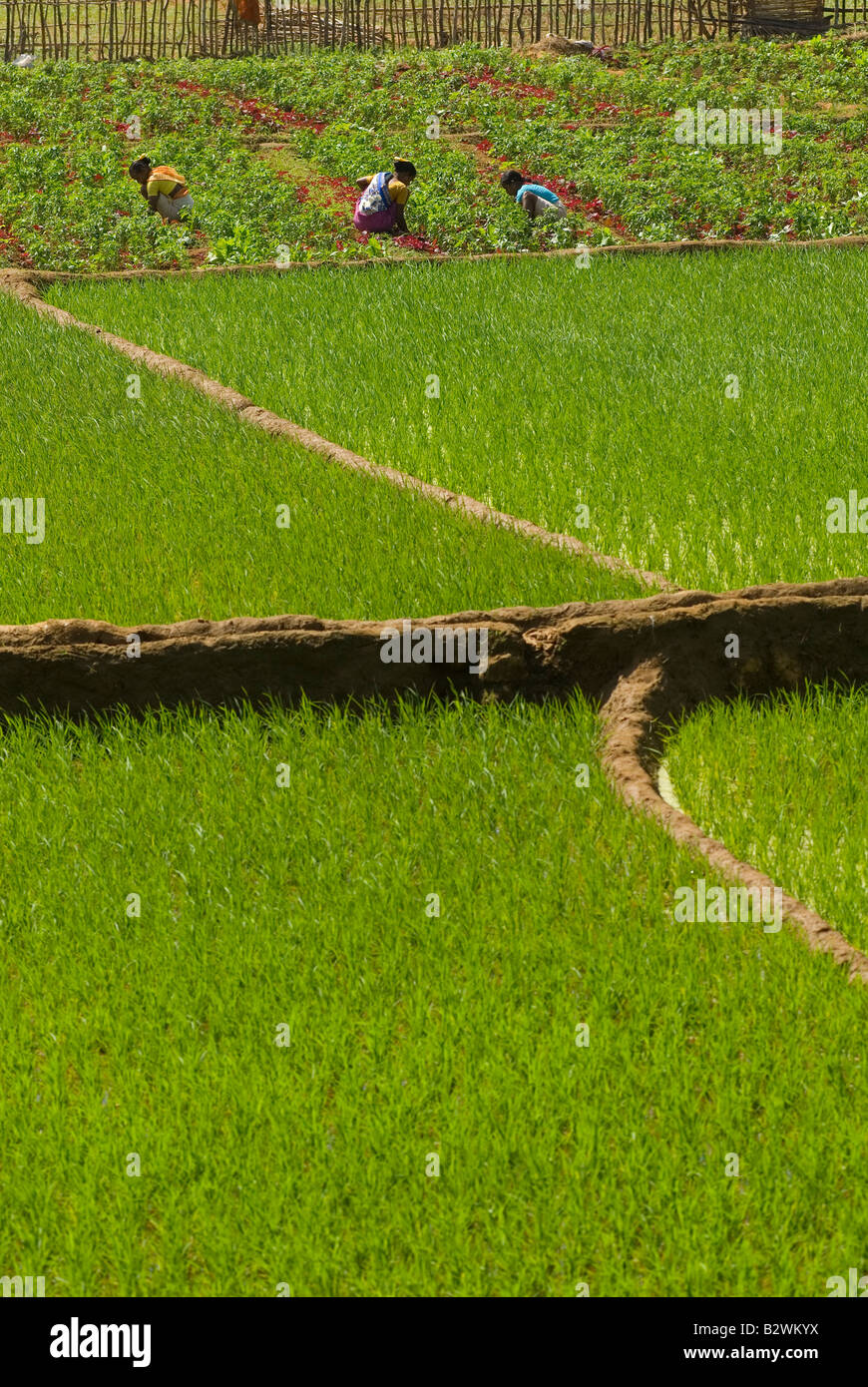 Paddy field goa hi-res stock photography and images - Alamy