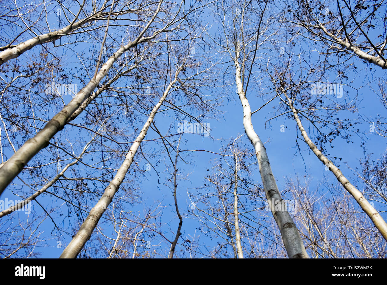 silver birch trees on blue sky Stock Photo - Alamy