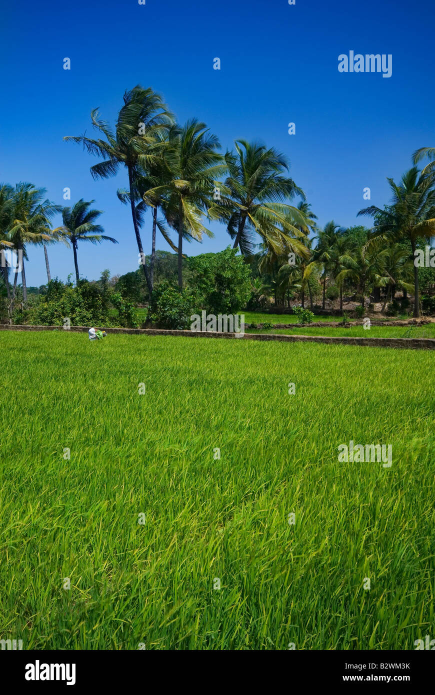 Paddy field goa hi-res stock photography and images - Alamy