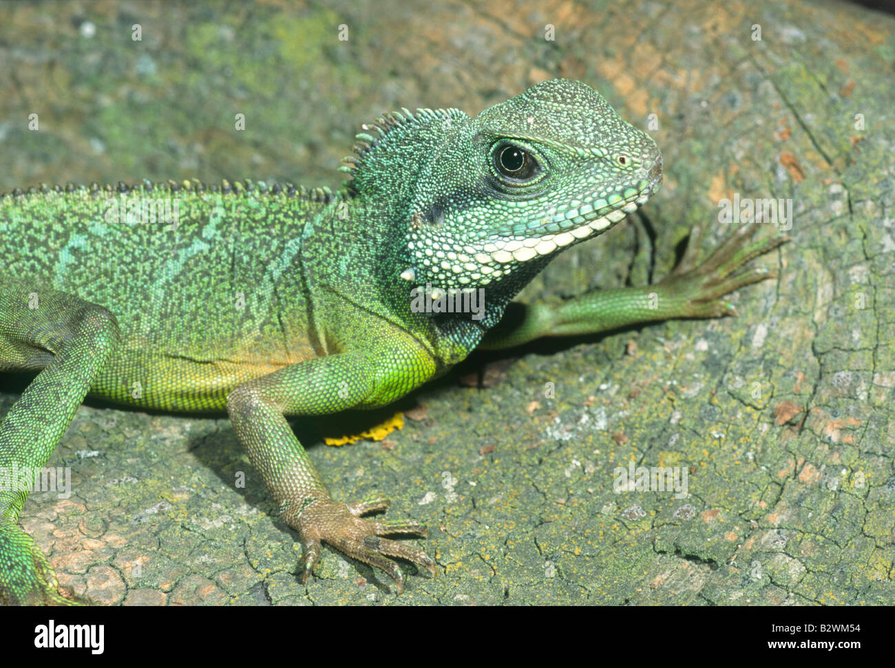 Plumed Basilisk Lizard "Basiliscus Plumfrons Stock Photo - Alamy