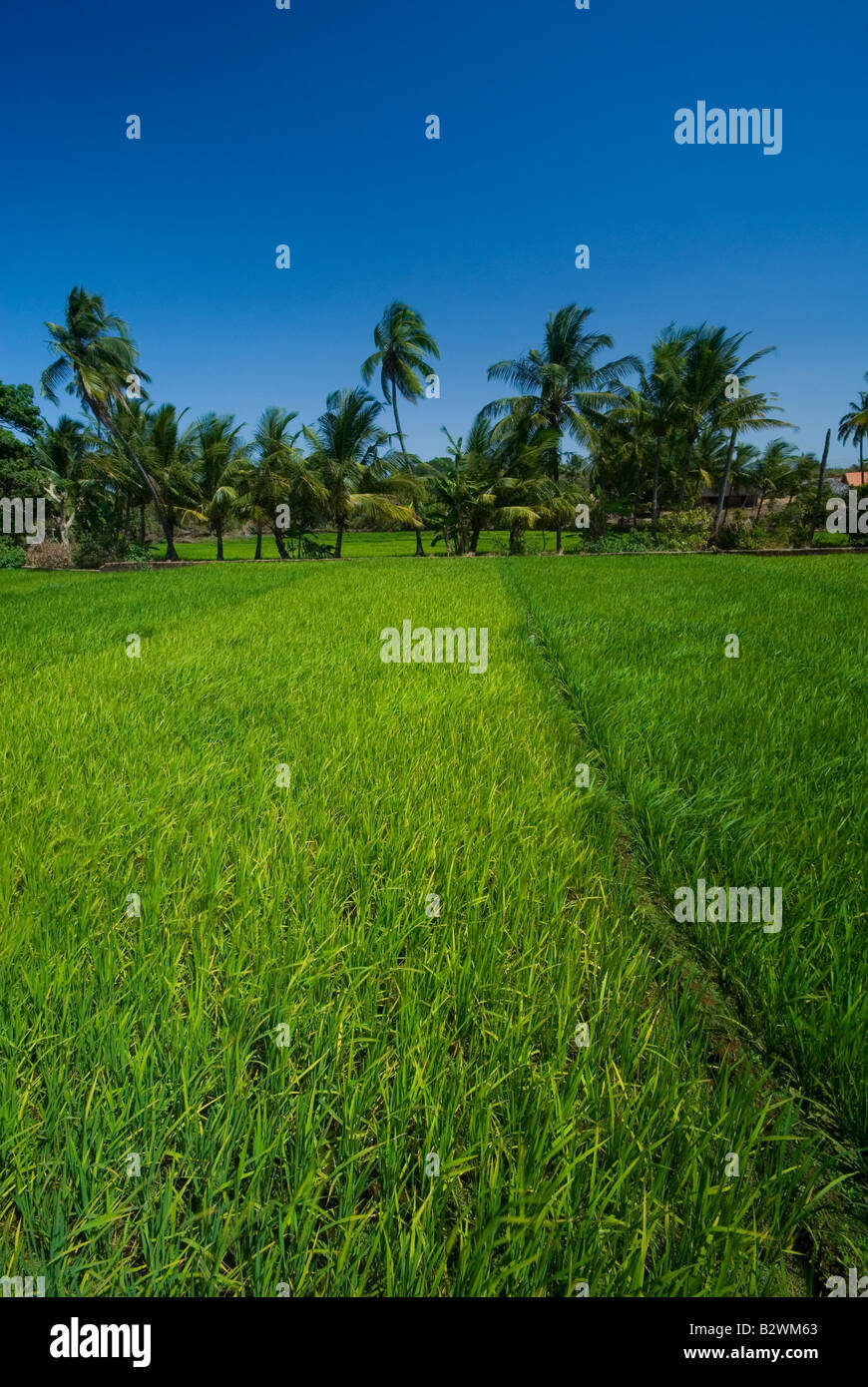 Paddy field goa hi-res stock photography and images - Alamy