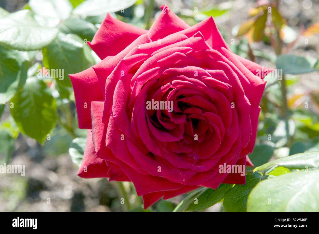 Rosa Loving Memory `Korgund` Stock Photo - Alamy