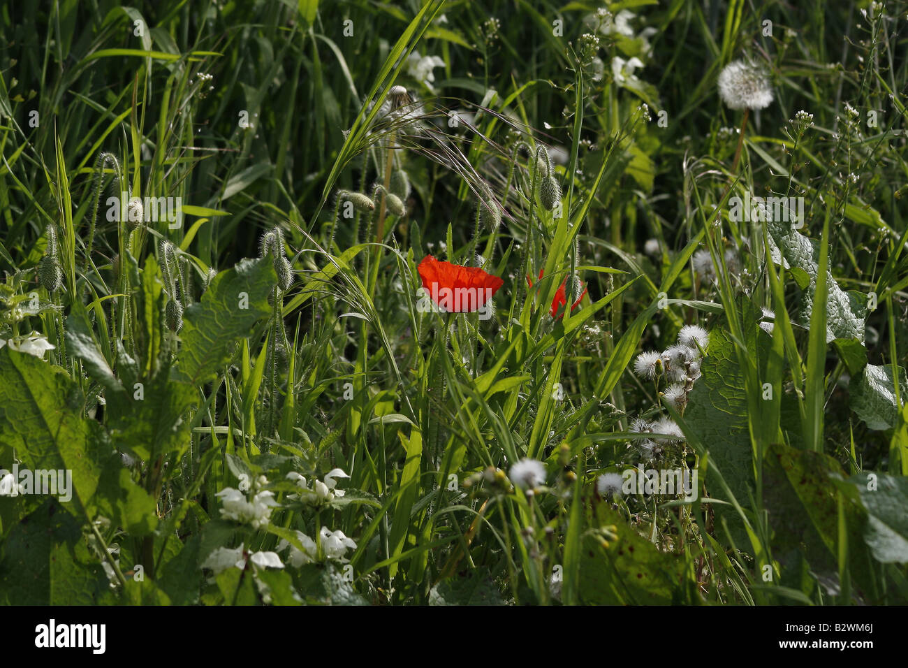 Field mess hi-res stock photography and images - Alamy