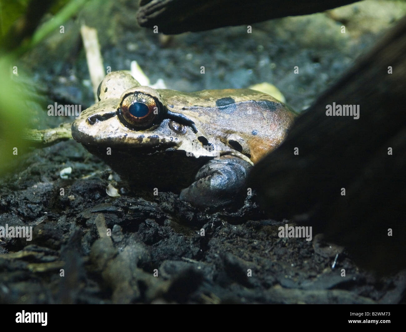 Smoky Jungle Frog, Leptodactylus pentadactylus also known as Central ...