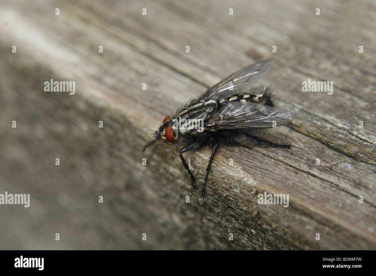 fly on wood fence Common Flesh Fly Sarcophaga carnaria Stock Photo - Alamy