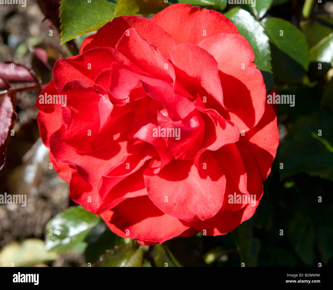 Rosa `Trumpeter Mactru` Stock Photo - Alamy