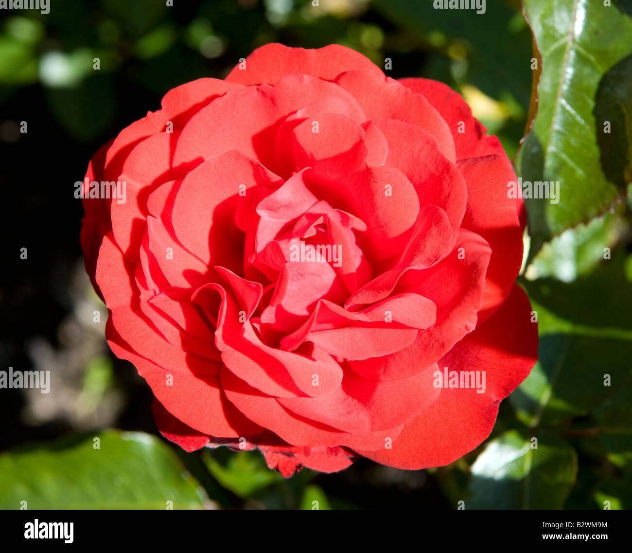Rosa `Trumpeter Mactru` Stock Photo - Alamy