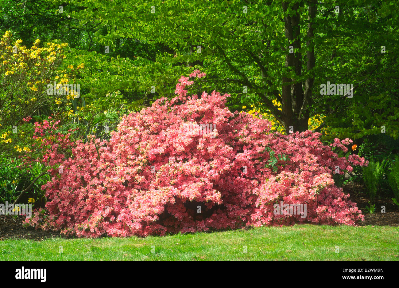 Pink Azalea Bush in Garden Stock Photo - Alamy