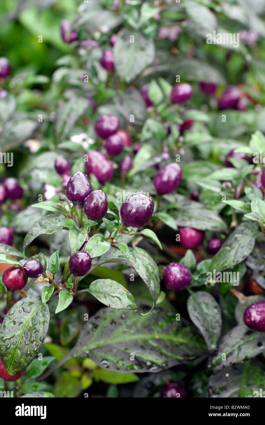 Chili filius blue hi-res stock photography and images - Alamy