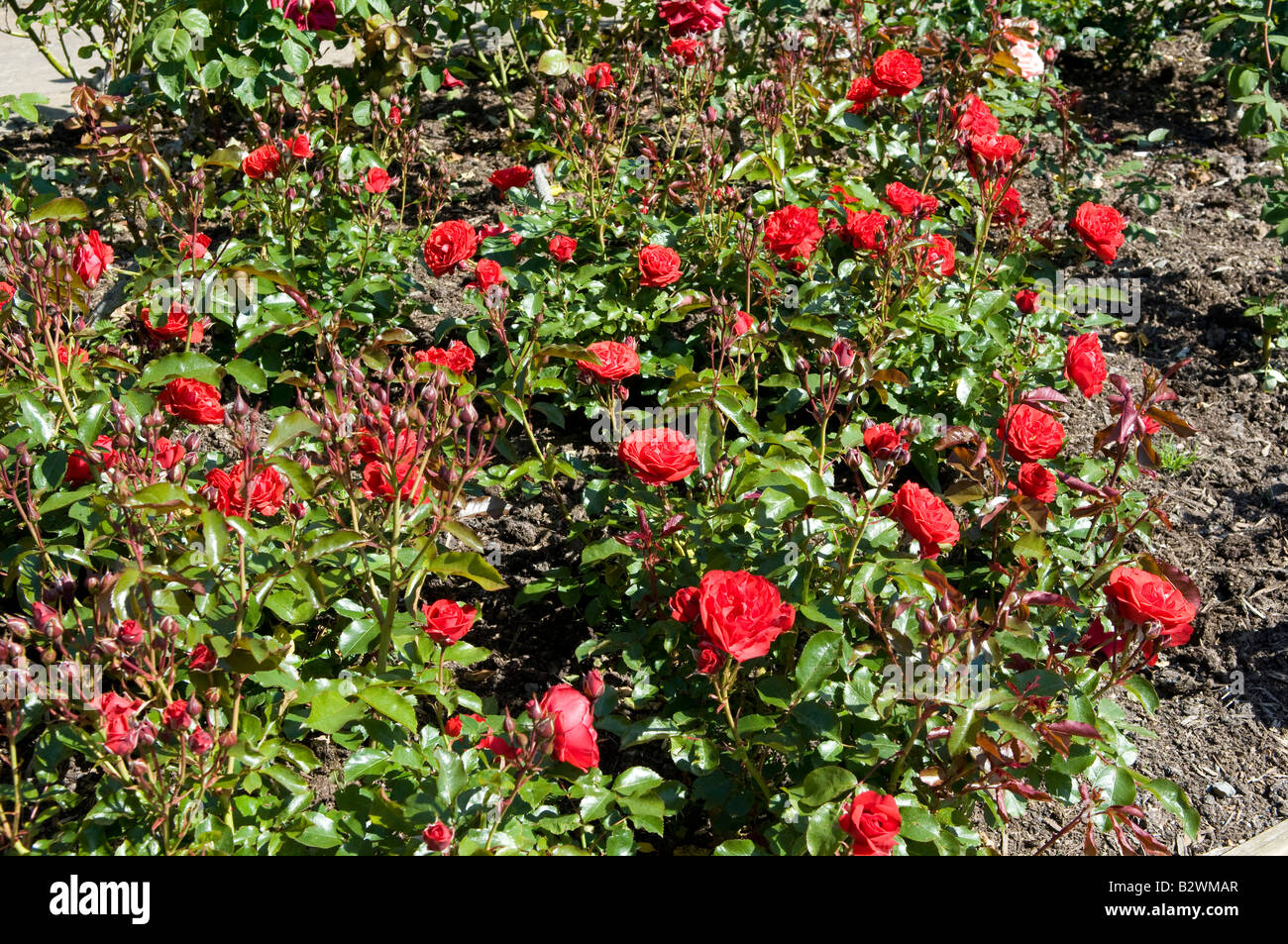 Rosa `Trumpeter Mactru` Stock Photo - Alamy