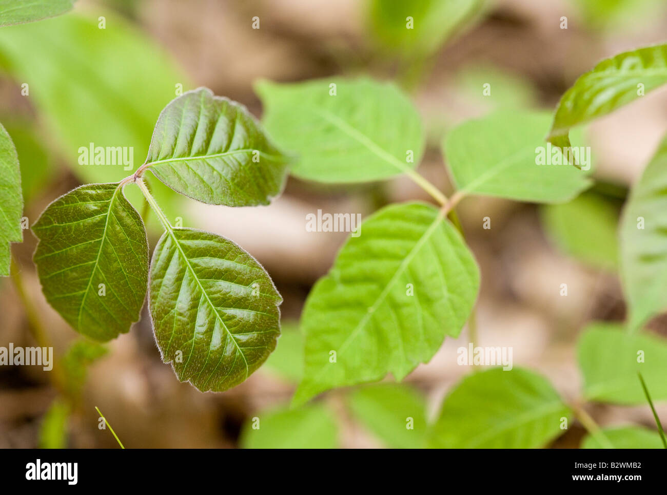 Poison Leaves Emerging: spring leaves of poison ivy or toxicodendron ...