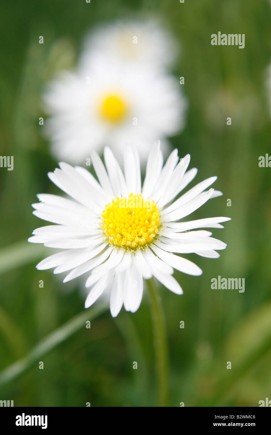 Common daisy weed hi-res stock photography and images - Alamy