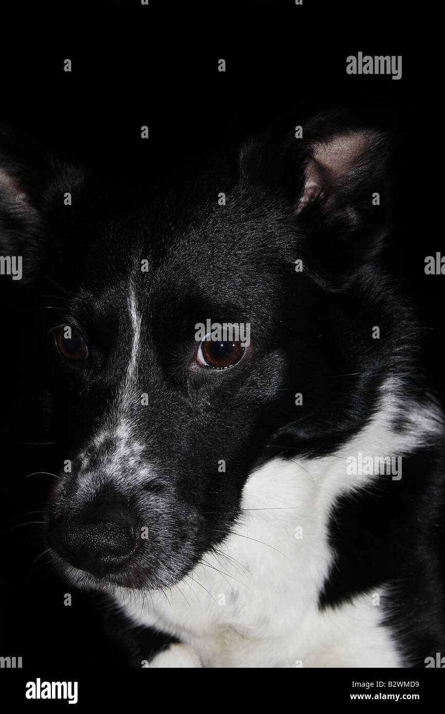 portrait of border collie Stock Photo - Alamy