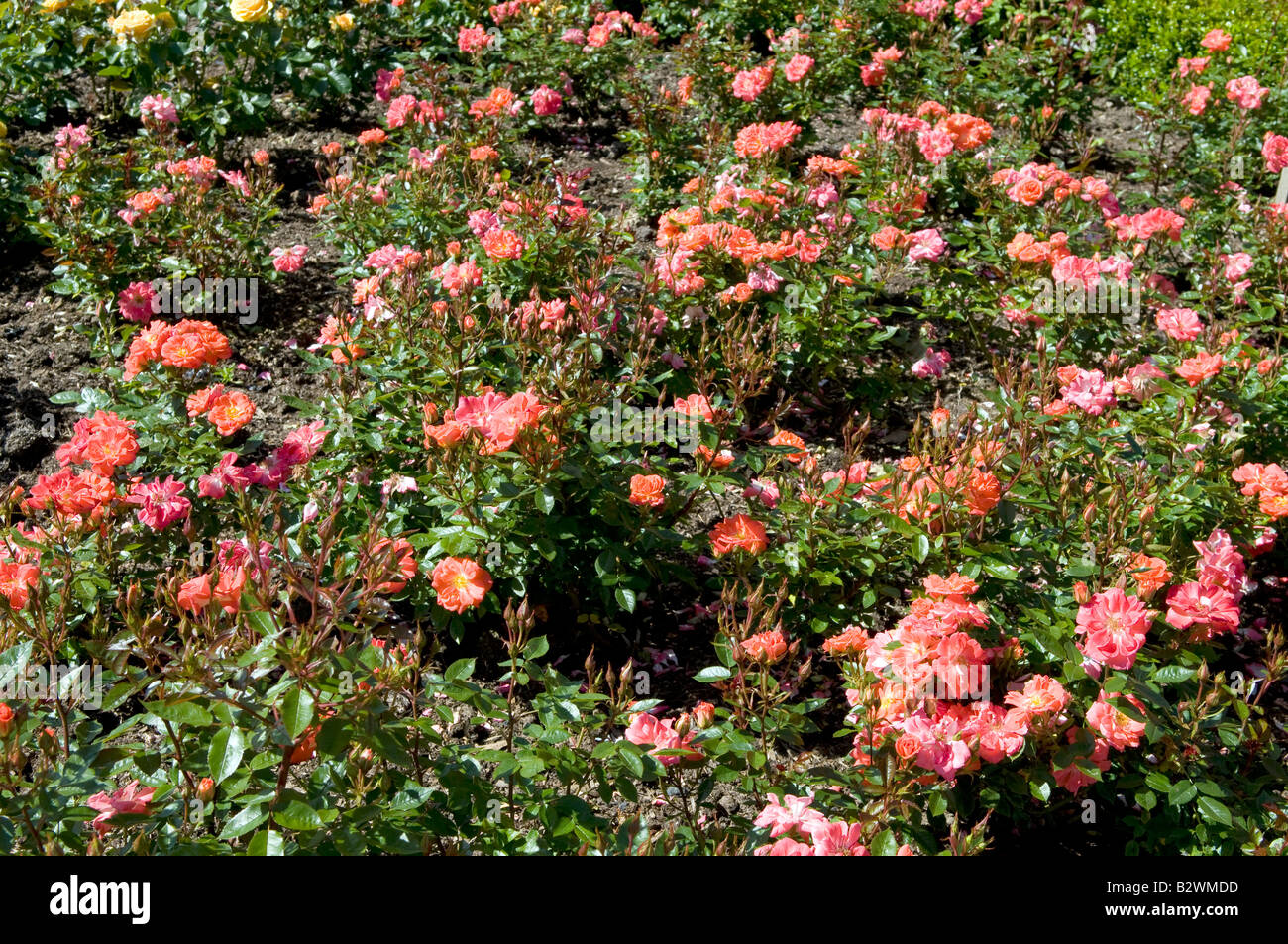 Rosa Sunseeker `Dicracer` Stock Photo - Alamy