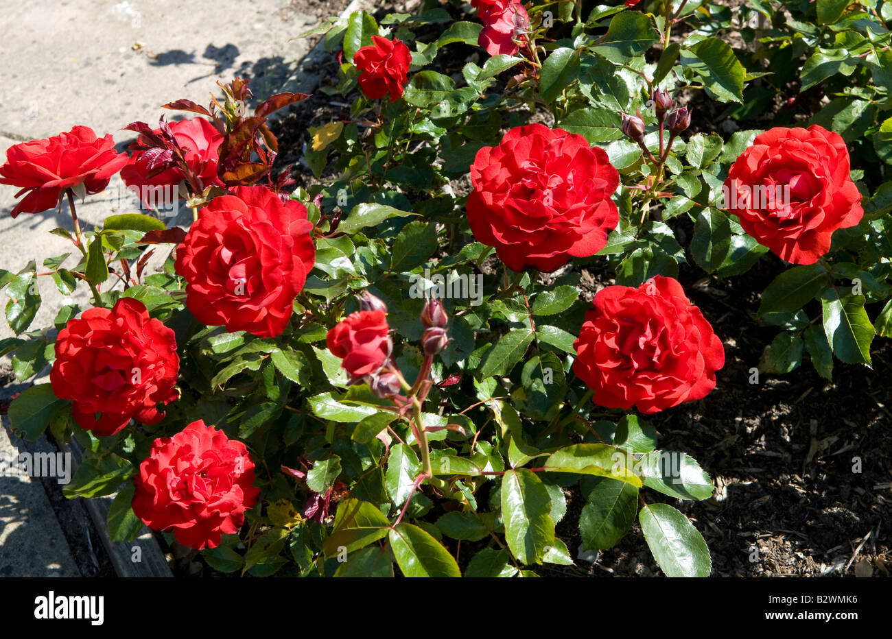 Rosa Trumpeter `Mactru` Stock Photo - Alamy