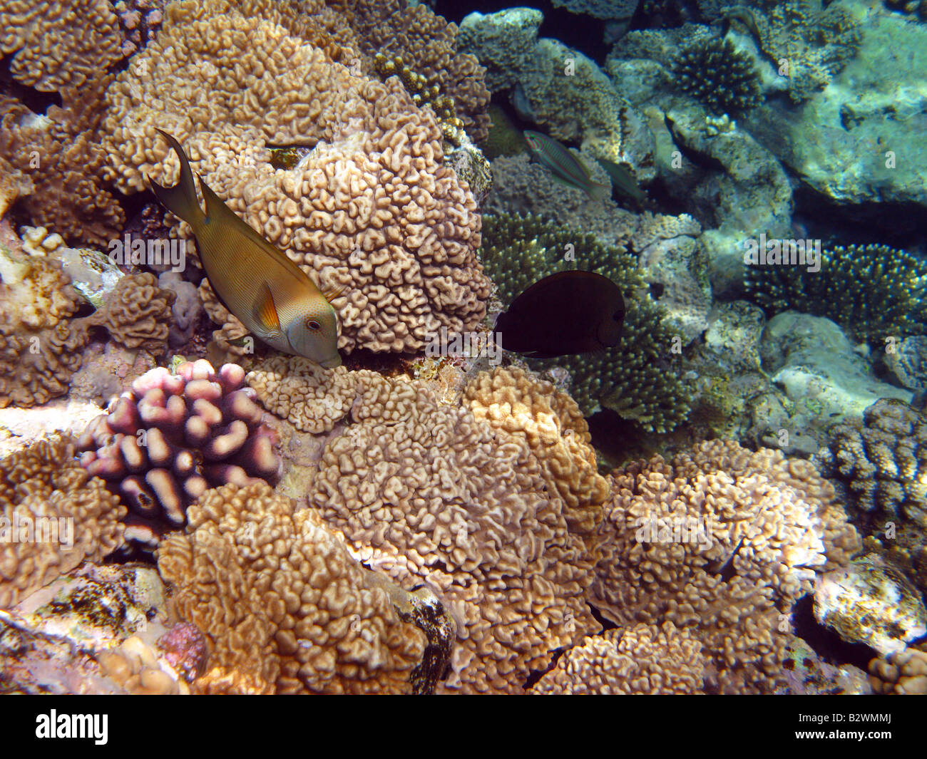 yellow fish and coral reef Stock Photo - Alamy