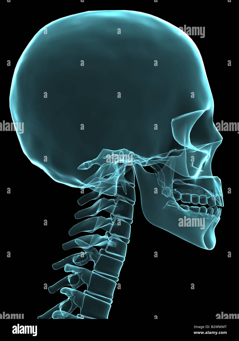 Human Scull High Resolution Stock Photography and Images - Alamy