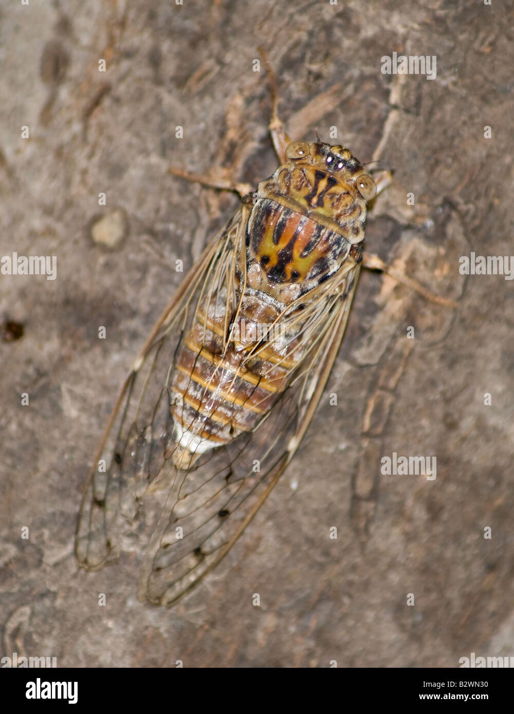 Manna Cicada (Cicada orni) Crete, Greece. (late July Stock Photo - Alamy