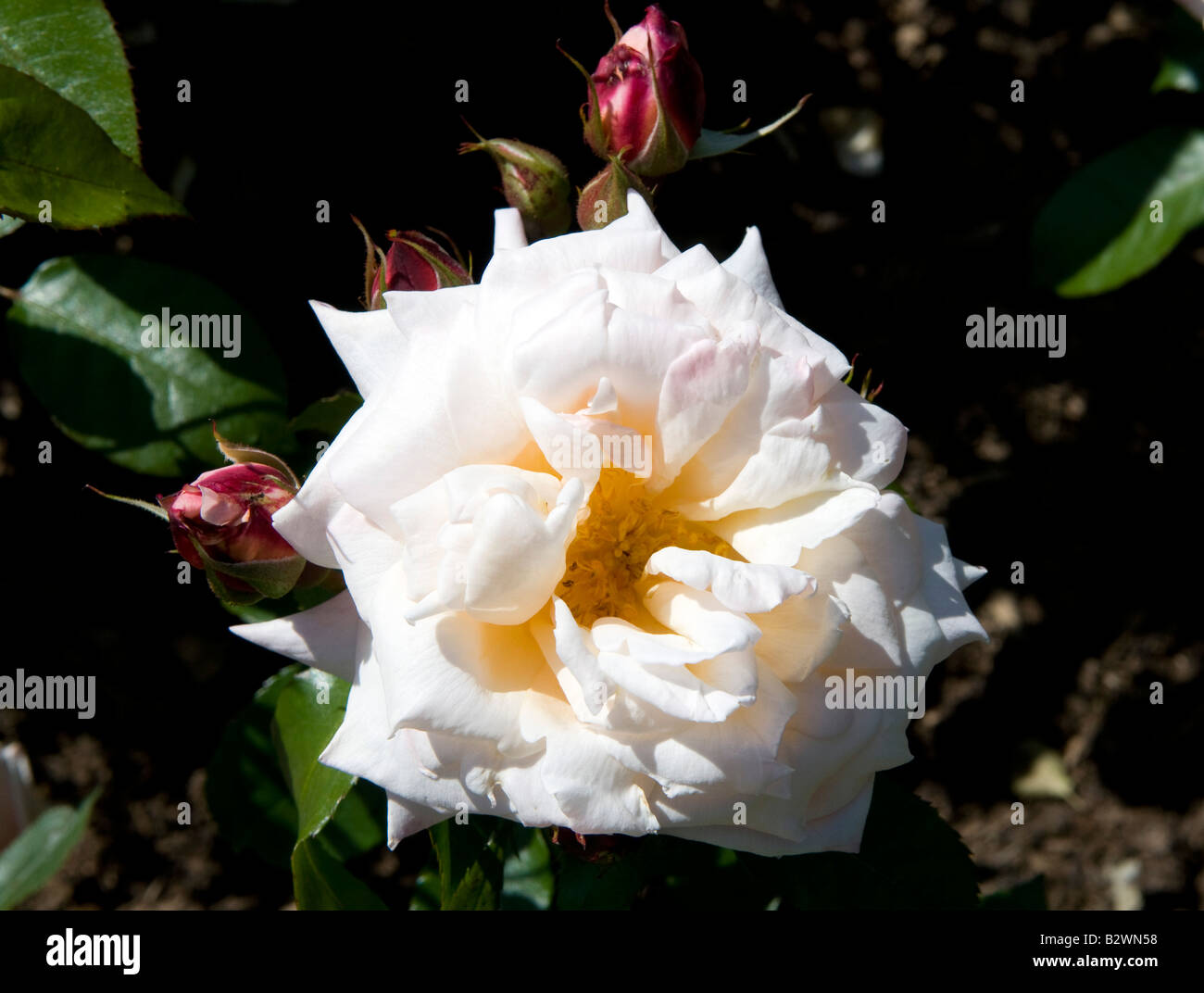 Chanelle rose hi-res stock photography and images - Alamy