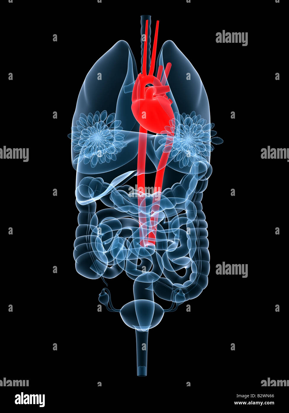 Heart x ray hi-res stock photography and images - Alamy