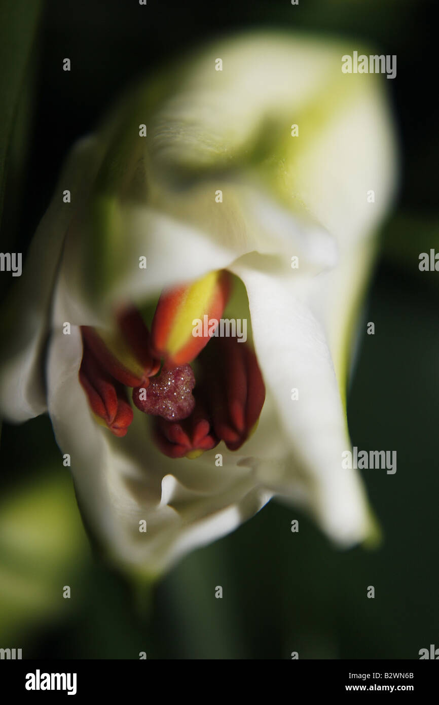 Lily lilies lilium hi-res stock photography and images - Alamy