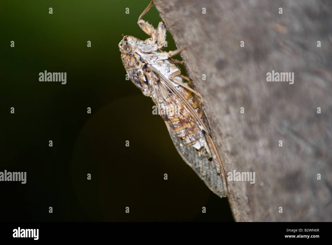 Cicada cicada orni hi-res stock photography and images - Alamy