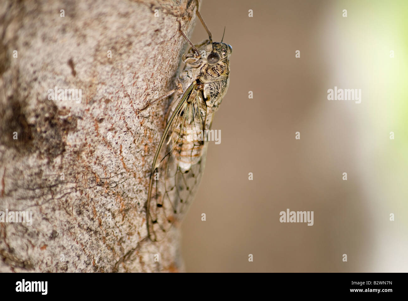 Manna Cicada (Cicada orni) Crete, Greece. (late July Stock Photo - Alamy