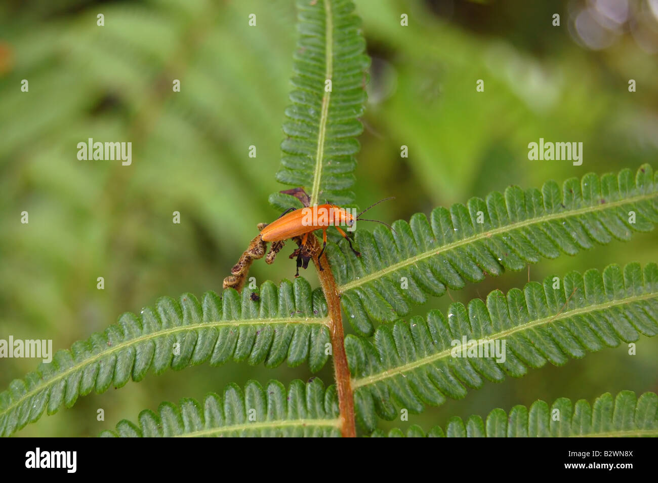 Tropical insect typical to Costa Rica Stock Photo - Alamy