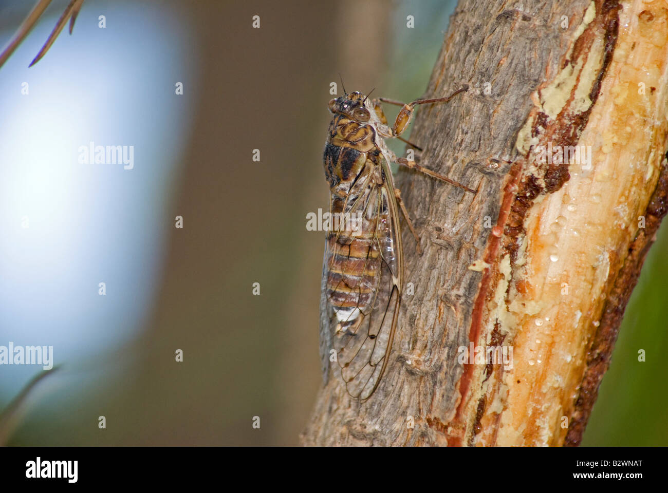 Manna Cicada (Cicada orni) Crete, Greece. (late July Stock Photo - Alamy