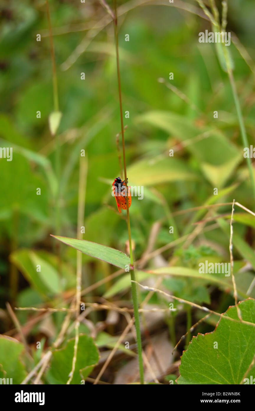Tropical insect typical to Costa Rica Stock Photo - Alamy