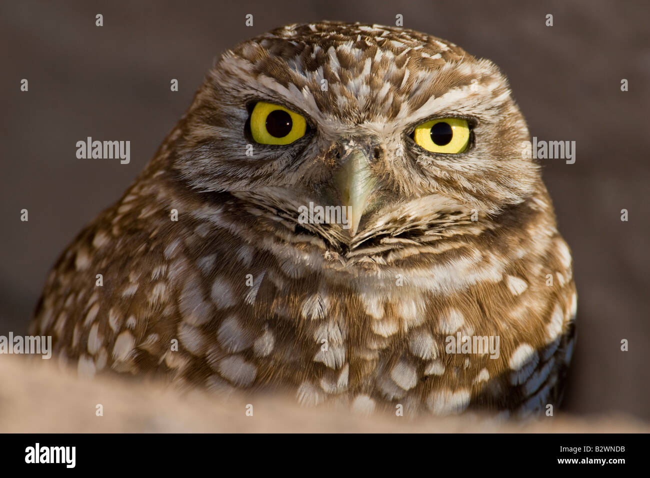 Burrowing owl in Arizona Stock Photo - Alamy