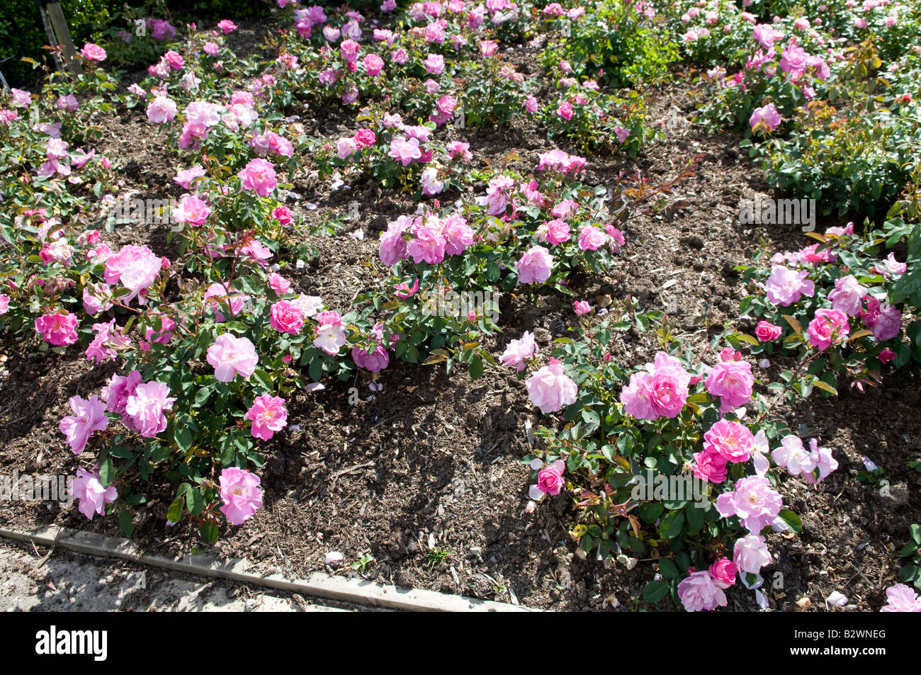 Rosa `Baroque Harbaroque` Stock Photo - Alamy
