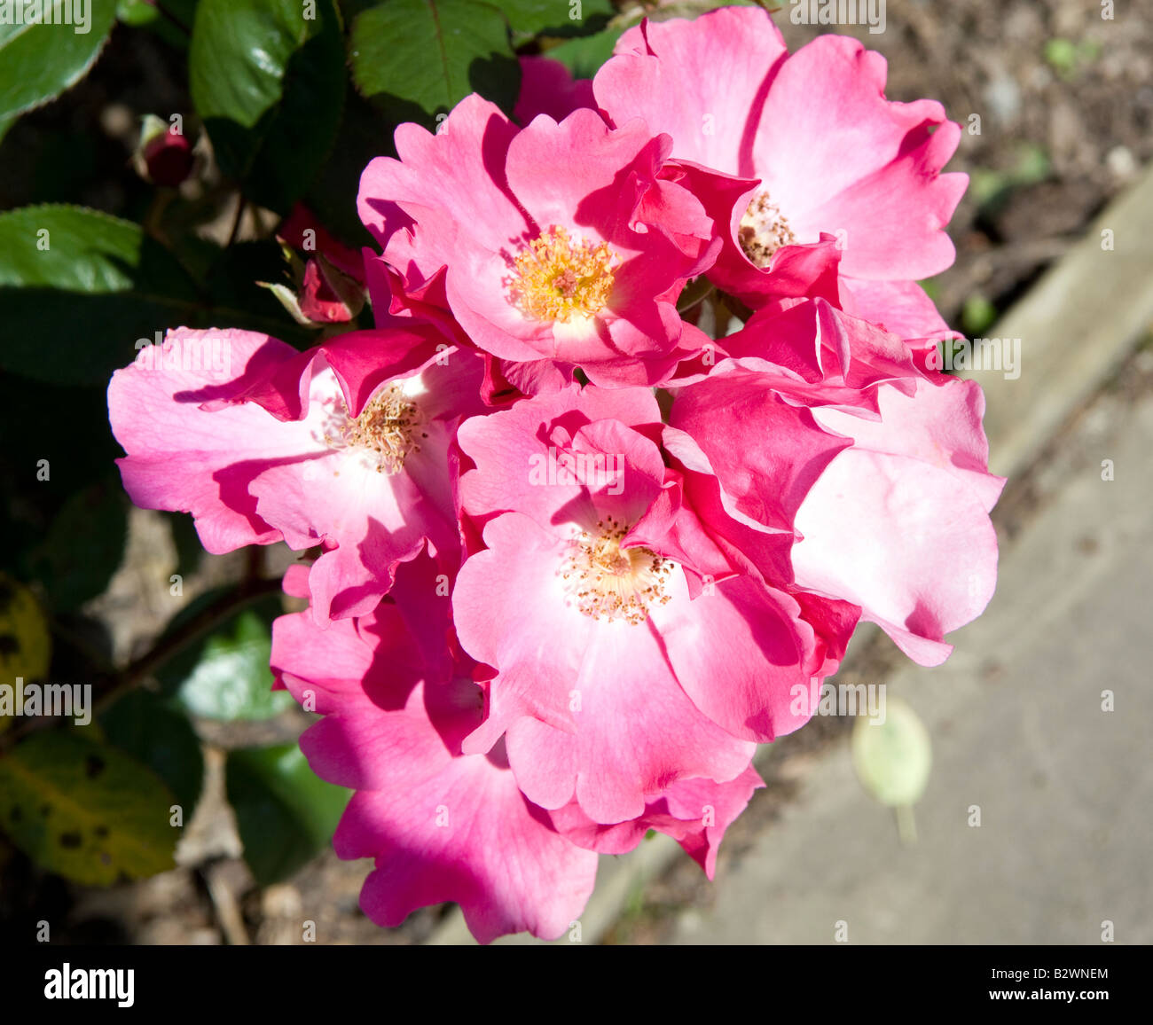 Betty prior rose hi-res stock photography and images - Alamy