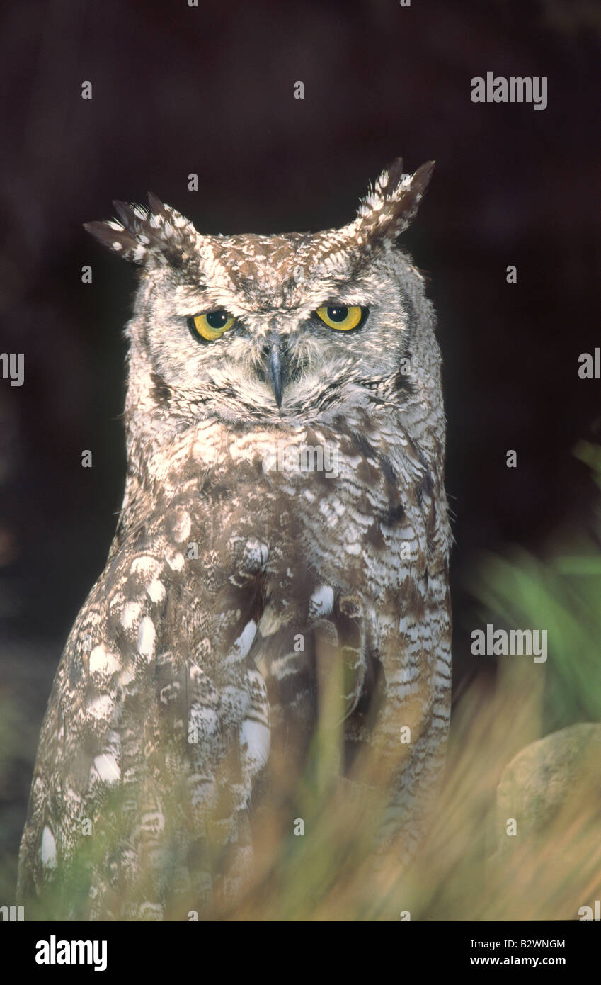 African Spotted Owl "Bubo africanus Stock Photo - Alamy